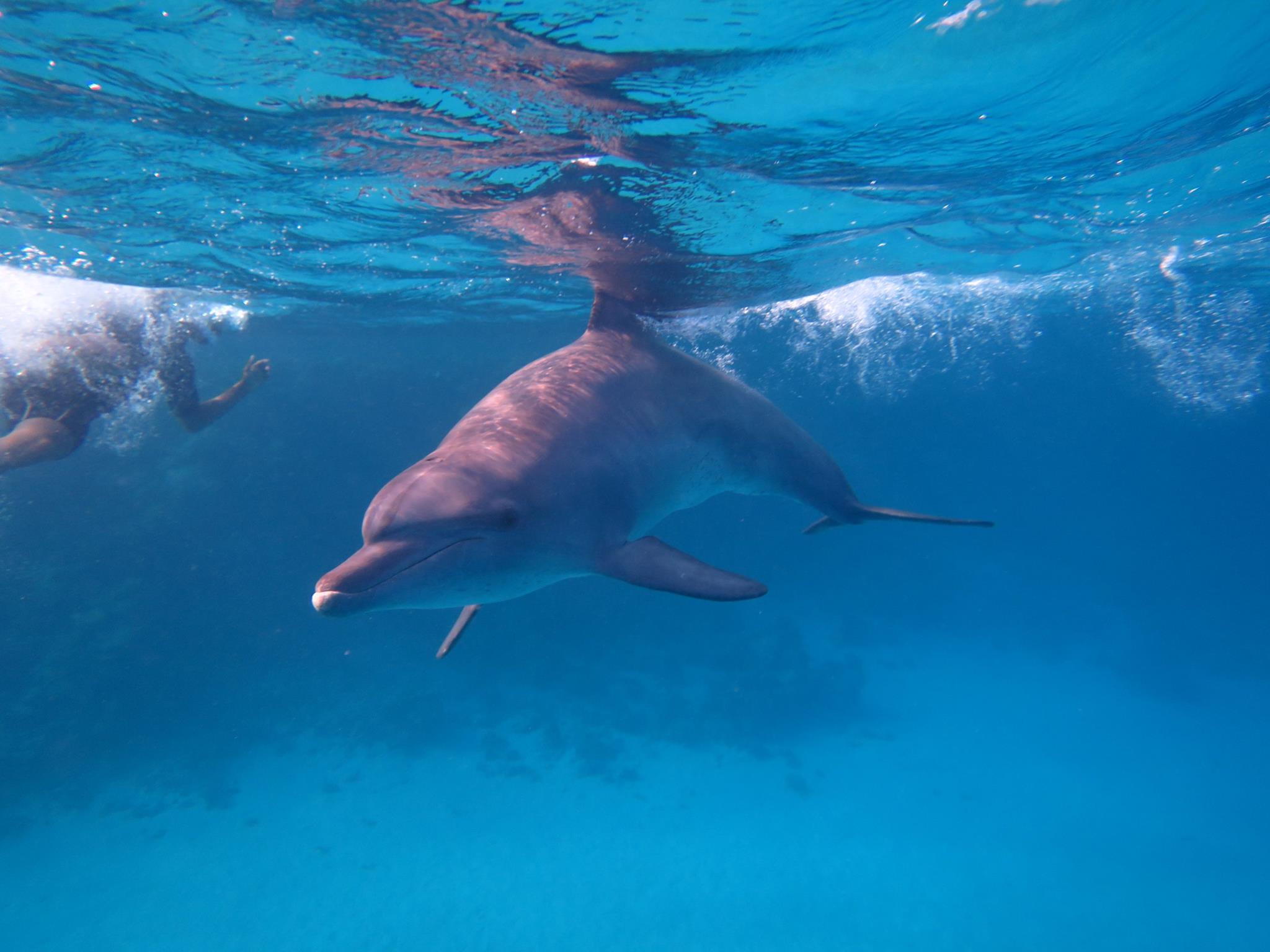 Dolphin House - Travex Tour